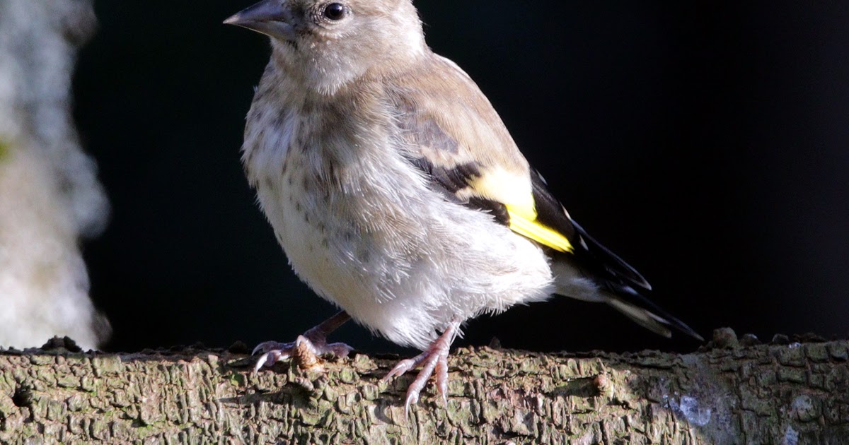 Another Bird Blog: Back For More