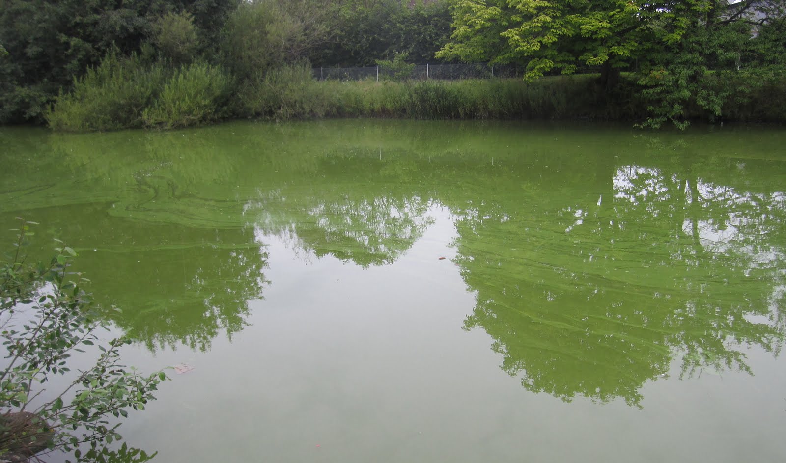 Oxie i världen: Livet kring dammen