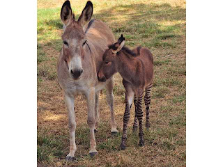 Dahlonega and Beyond: Now There Are Two Zedonks