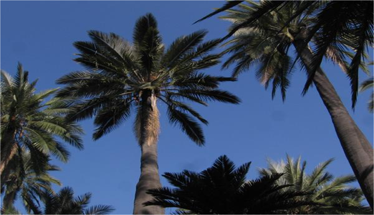 Naturaleza de Chile: Flora de la Zona Central: