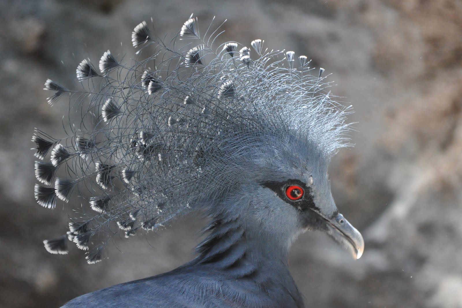 ZOOTOGRAFIANDO (6.100 ANIMALS): GOURA VICTORIA / VICTORIA CROWNED ...