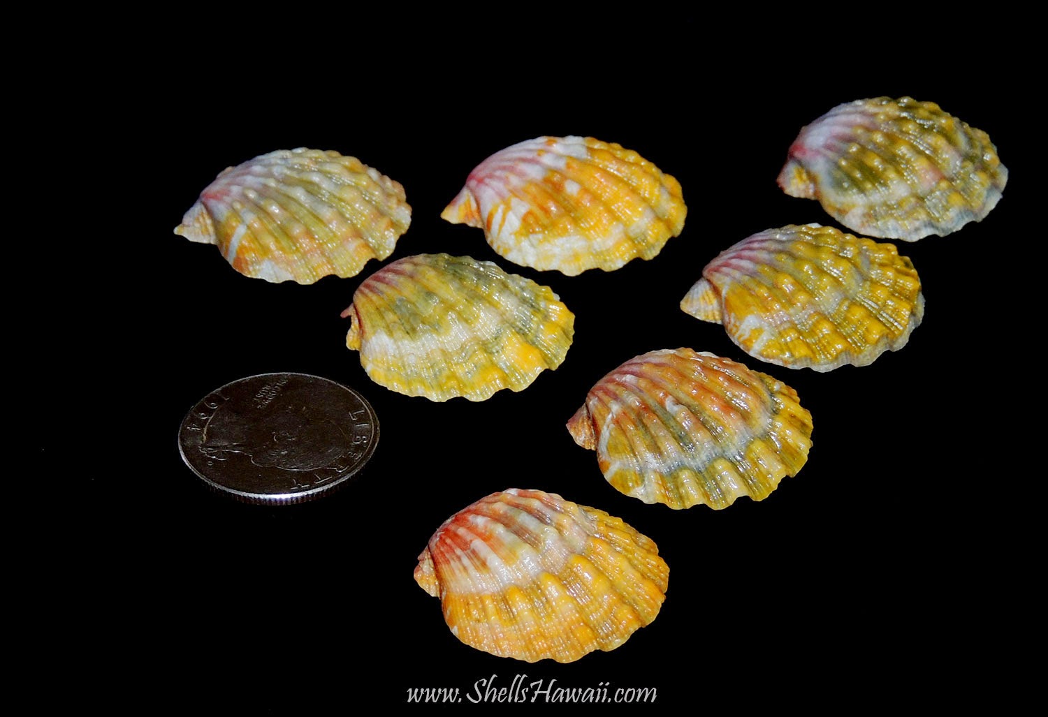 ShellsHawaii ...by Janjira: Hawaiian Sunrise shells / Pecten langfordi