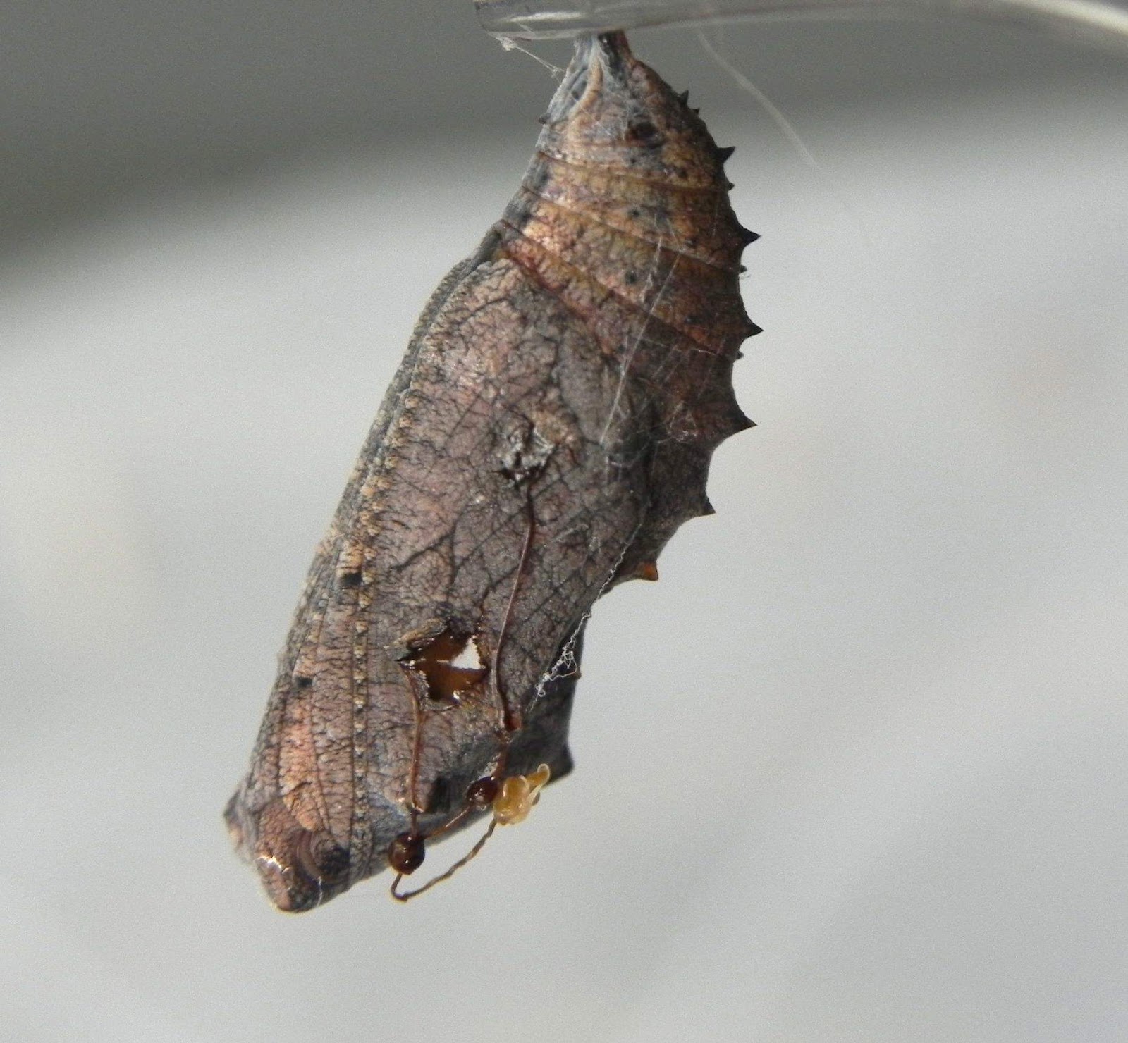 TYWKIWDBI ("Tai-Wiki-Widbee"): The dark side of raising butterflies