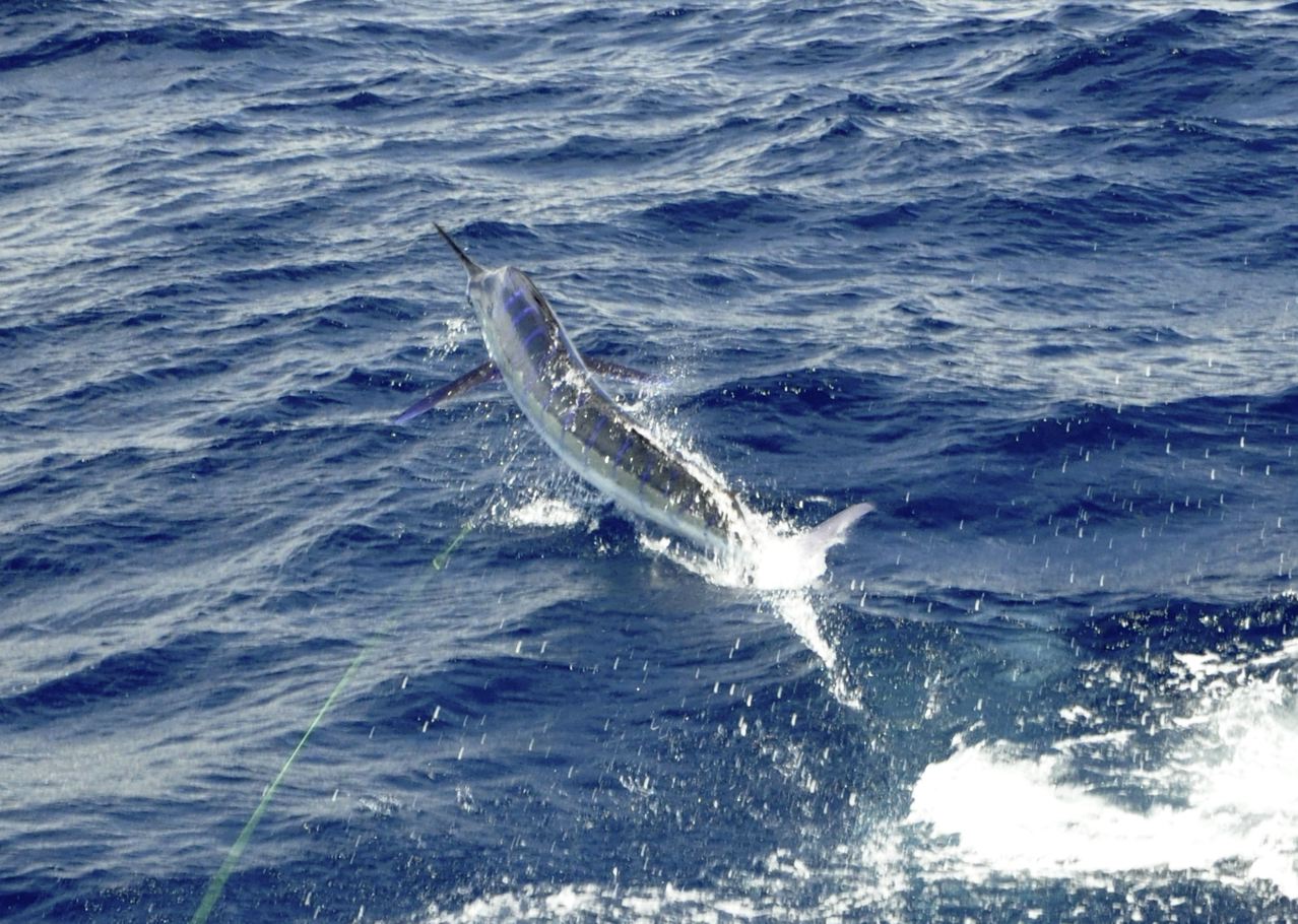 Cairns Marlin & Game Fishing Update: PORT STEPHENS UPDATE