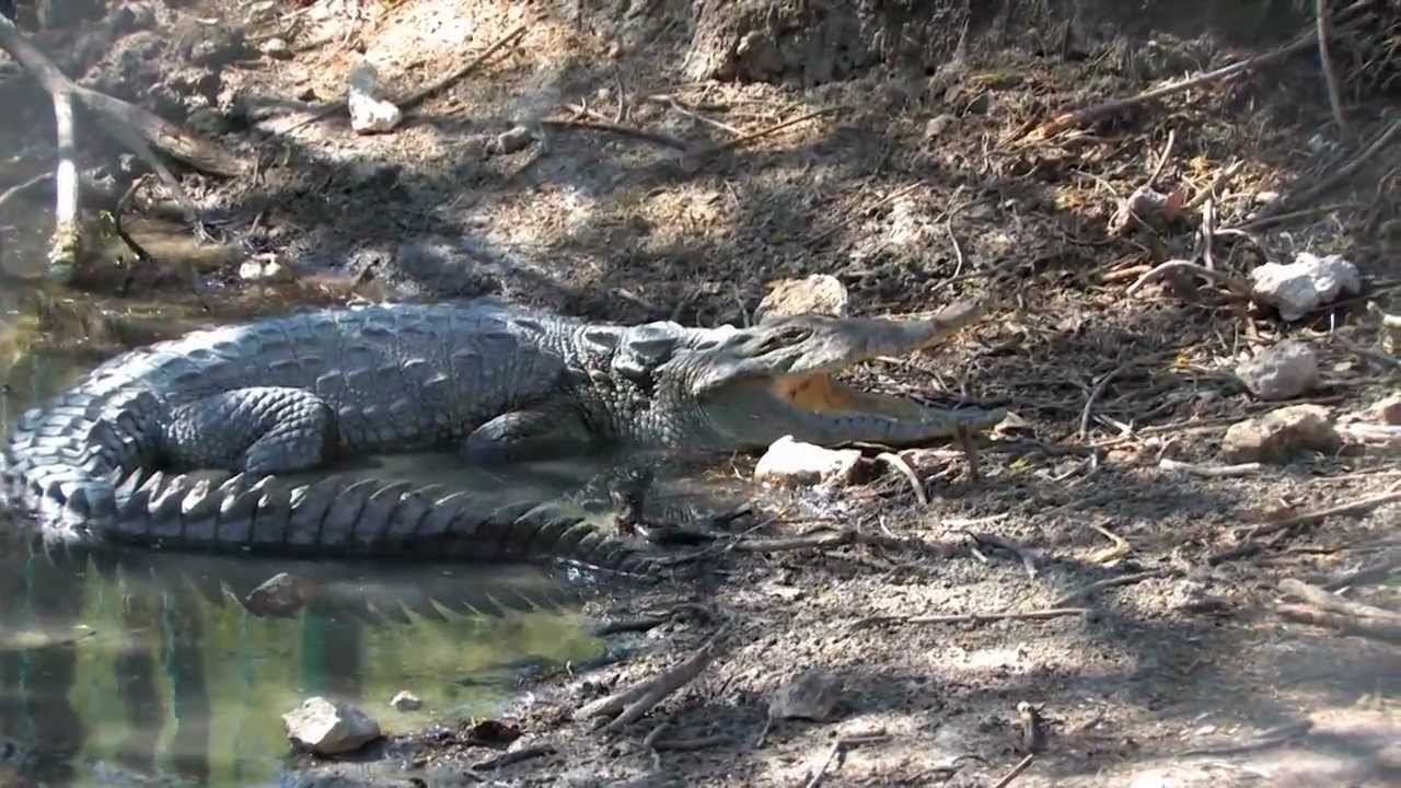 Decouvrir Haiti: Parc Naturel Quisqueya de Fond-Parisien