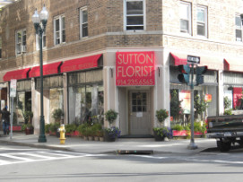 New Rochelle Now: Flowers by Sutton -A Kiss from a Rose