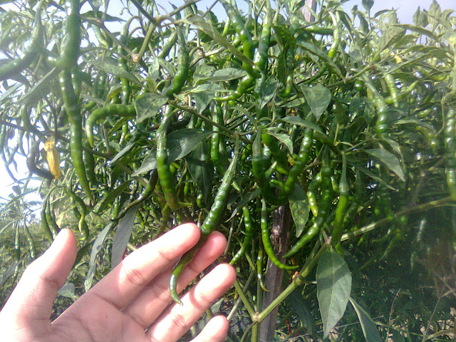 Agar Bunga CABAI MERAH Tumbuh Banyak dan Lebat - Rumah Petani