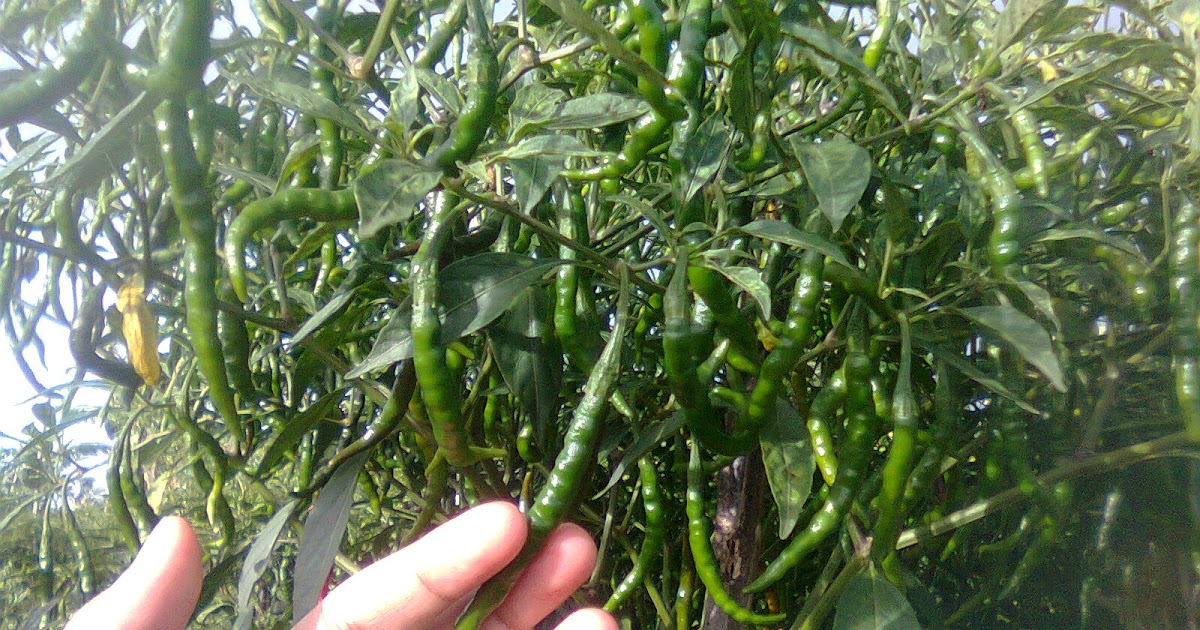 Agar Bunga CABAI MERAH Tumbuh Banyak dan Lebat - Rumah Petani