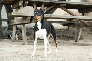 RATER VALENCIÀ. CRÍA Y SELECCIÓN: PROXIMA CAMADA DE GOS RATER VALENCIA