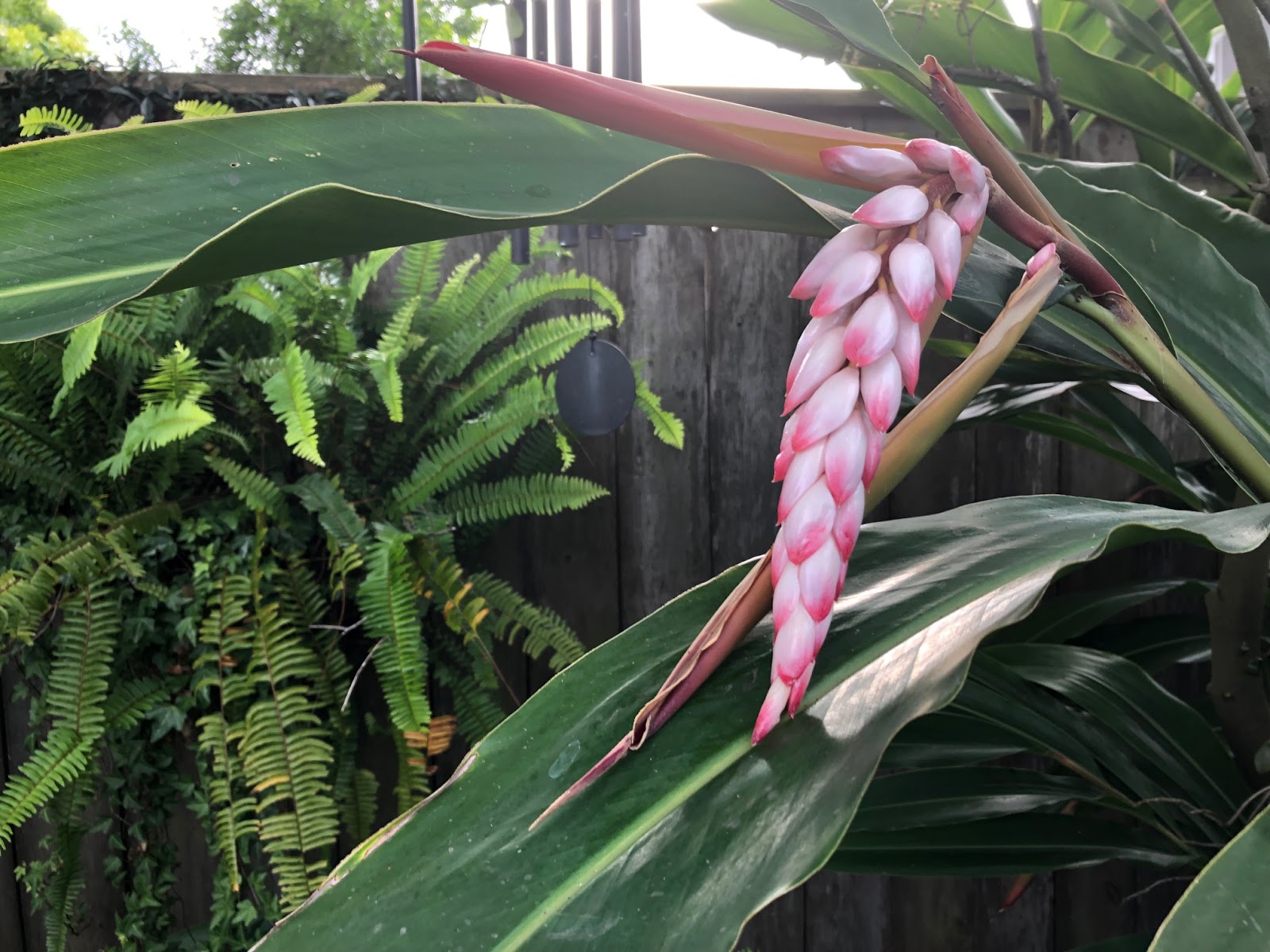 The Uptown Acorn: In the Garden: Shell Ginger