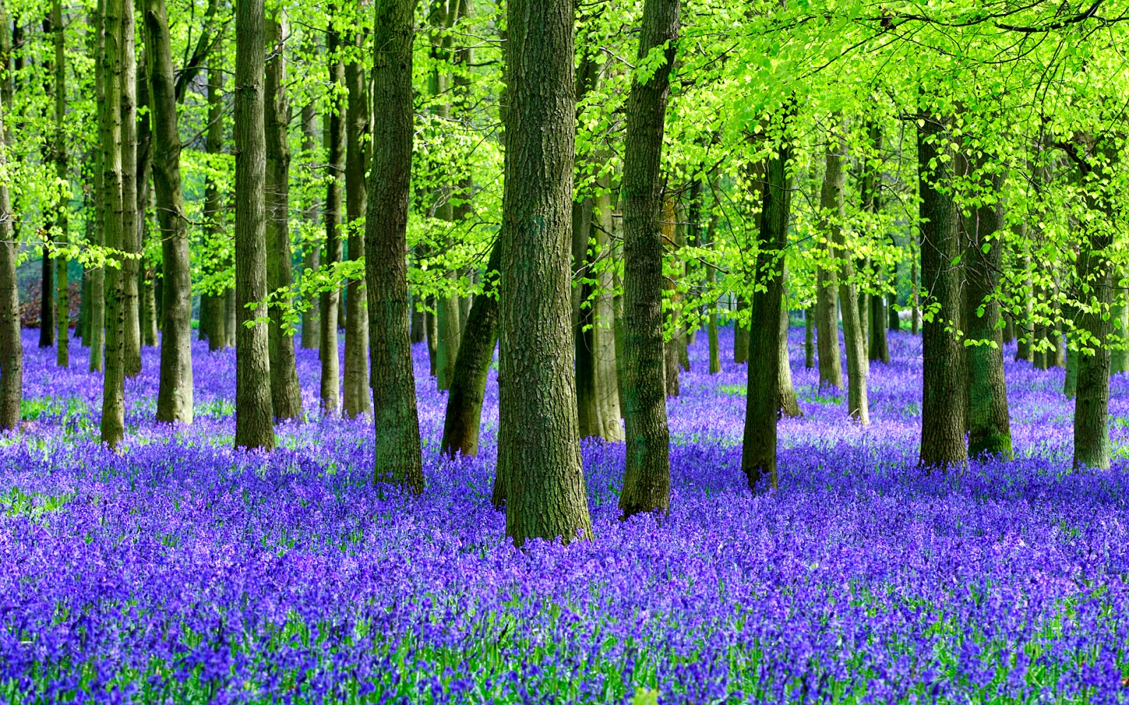 Best Hd Wallpaper: Blue Flower in Forest Wallpaper