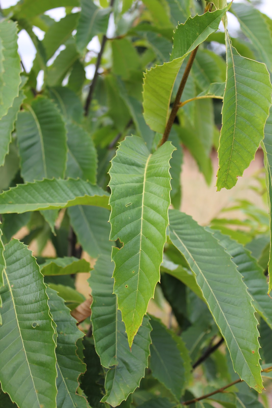 Biological Thinking: American Chestnut Trees