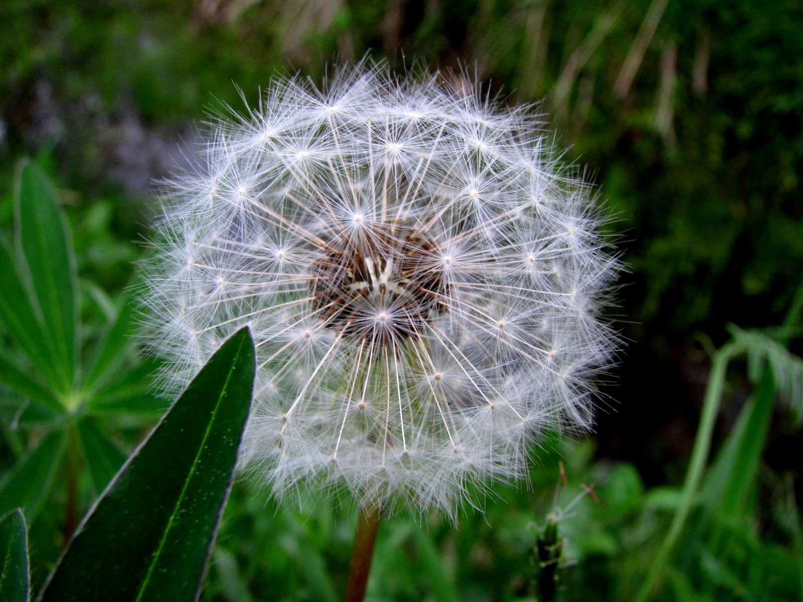 daily meditations: dandelion transformation