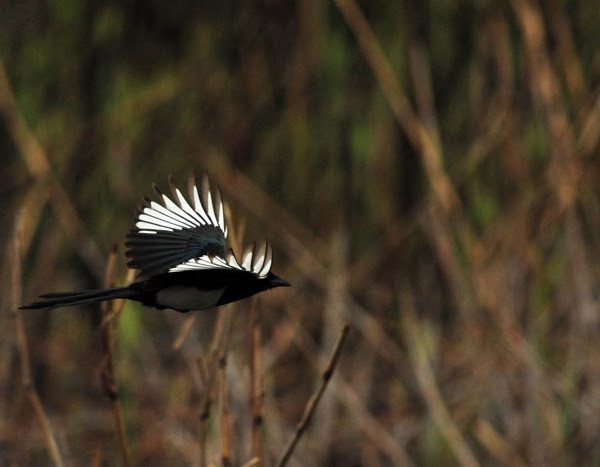 CRISTIAN NISTOR: COTOFANA