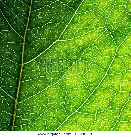 Tajapinta: TEXTURAS ORGÁNICAS Y NATURALES