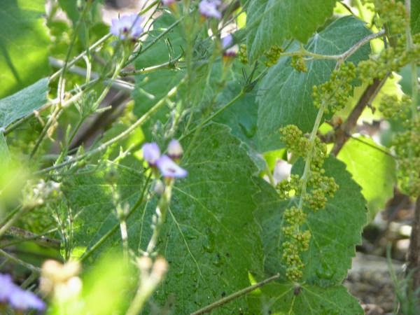 Trees Planet: Vitis girdiana - Desert Wild Grape