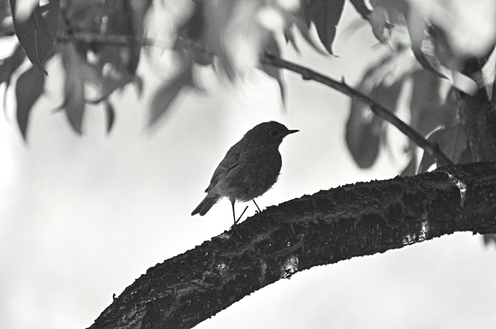 Thomas Gimond wildlife photography: Rouge-queue noir - Phoenicurus ochruros