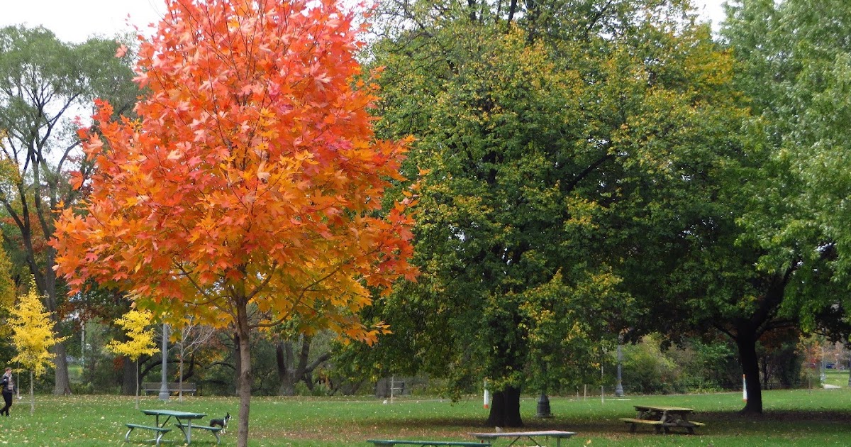 The World of Gord: KC's Colourful Tree