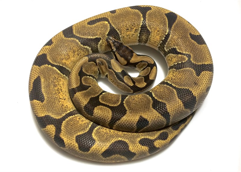 Ball Python Morphs ~ Ball Python Care Sheet