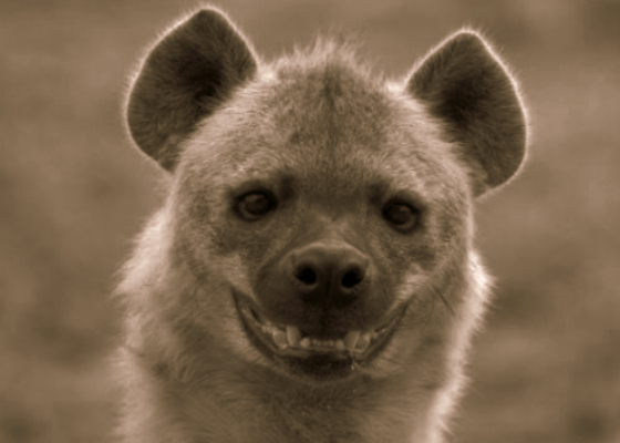 Phantoms and Monsters - Real Eyewitness Cryptid Encounter Reports