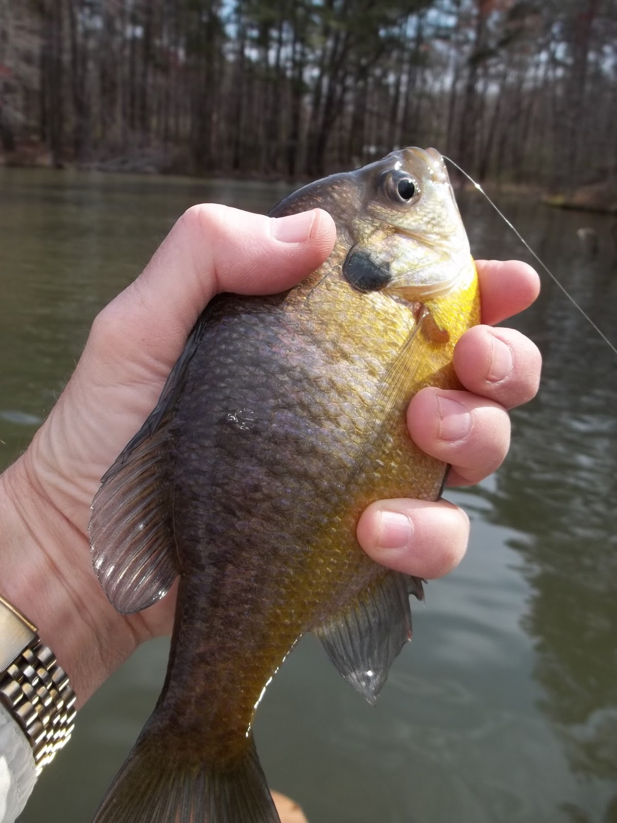 Fishing Through Life: Fishing The Seal Leech for Big Bluegills