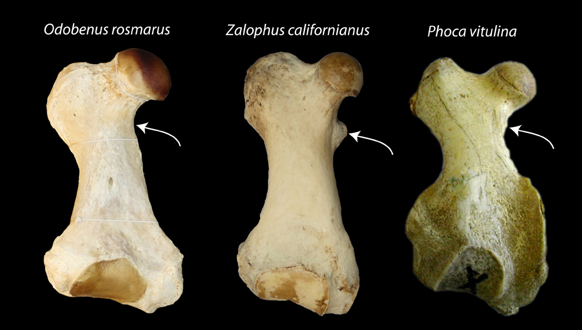 The Coastal Paleontologist: An Eocene pinniped? A critique of Diedrich ...