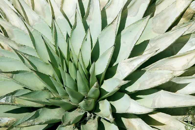 Dowd's Spirits Notebook: Mescal is making its move