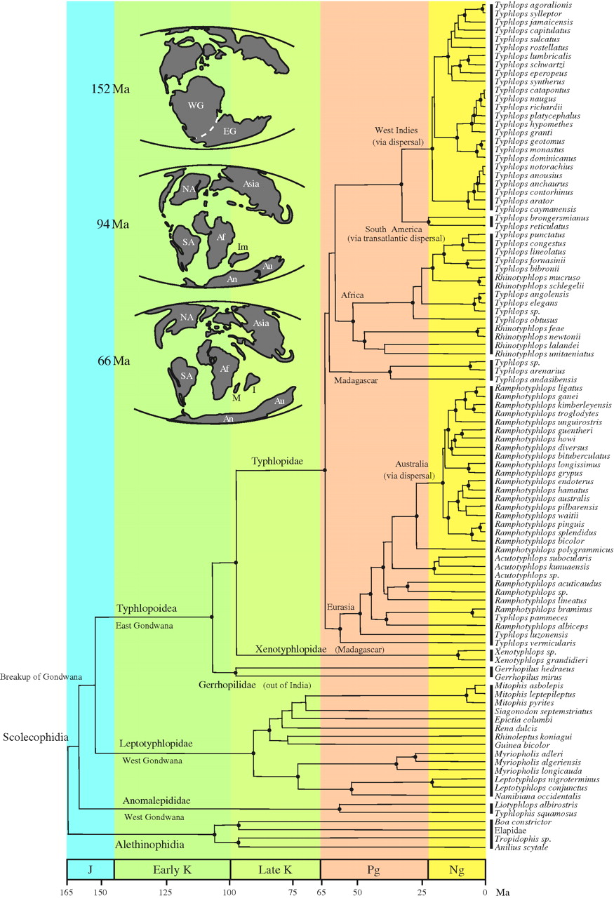 Life is short, but snakes are long: The 21st century blindsnake revolution