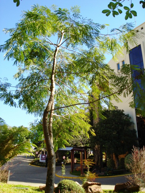 Angico - Anadenanthera