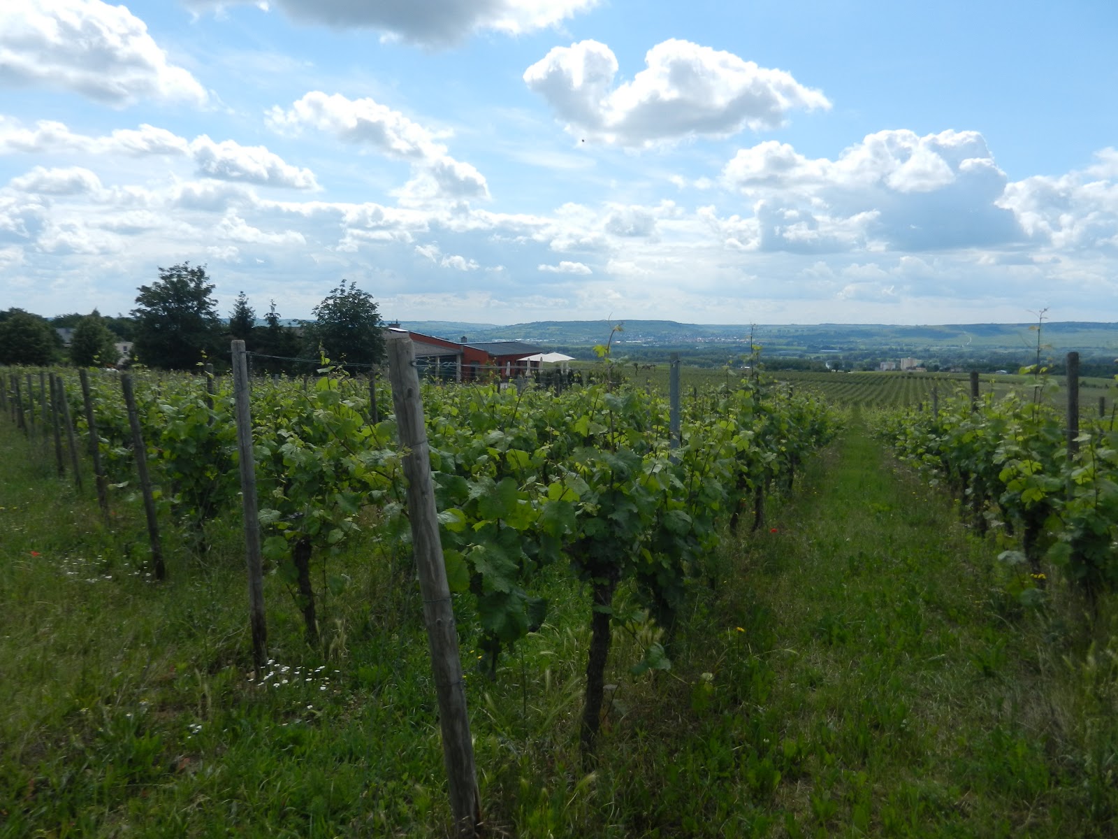 schiller-wine: With Karin Freimuth at Weingut Alexander Freimuth in ...
