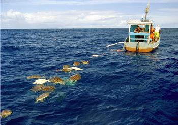 REVISTA ECOSOCIALISTA : LA TORTUGA CARDON (DERMOCHELYS CORIACEA)