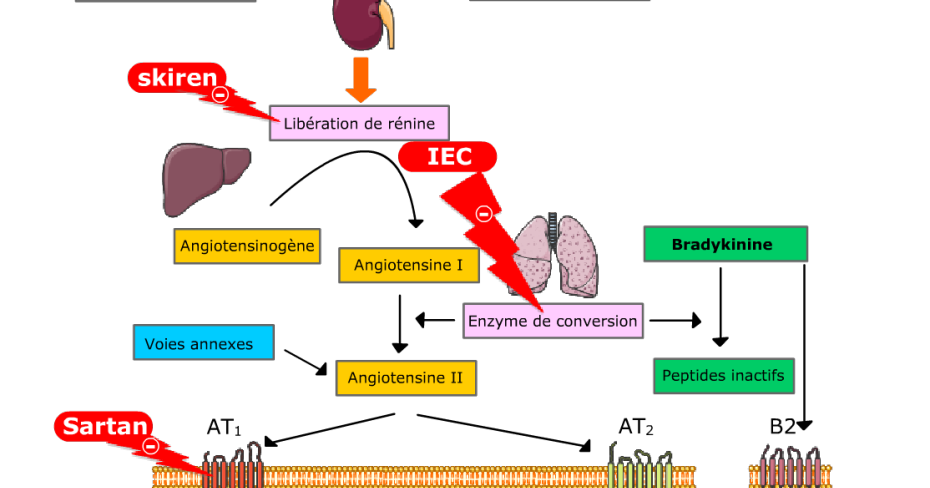 INTERACTIONS MEDICAMENTEUSES EN PHASE PHARMACOCINETIQUE - Dr. A. Ayadi ...