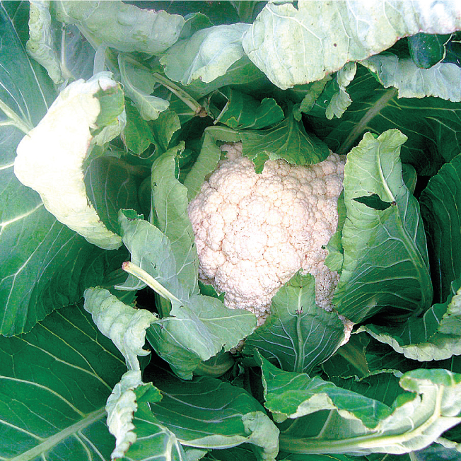 Coliflor (Brassica Oleracea L. var. Botrytis).