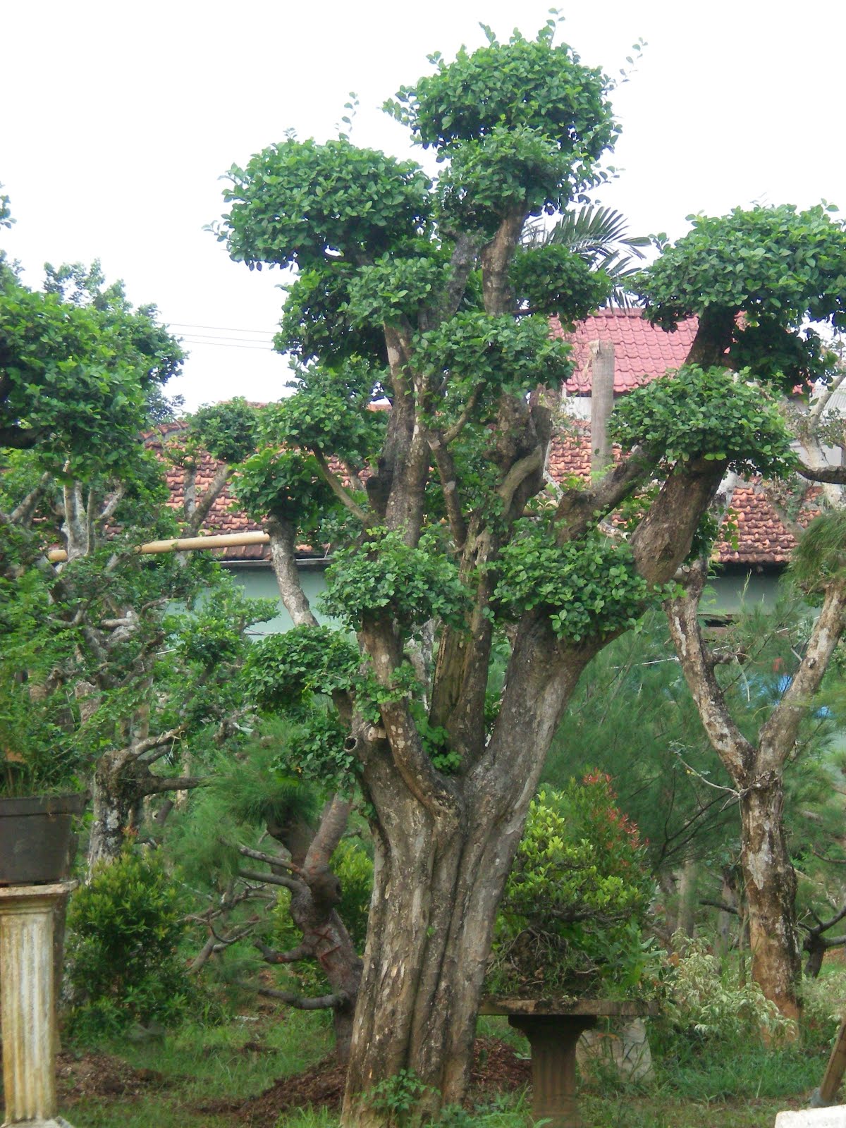 CEMARA UDANG: POHON SERUT