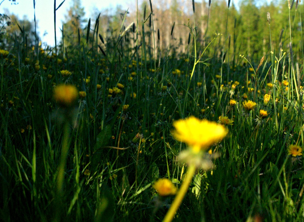 Maskrosens användning och innehåll