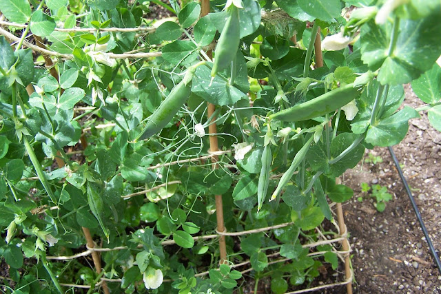 At Home On Paradise Cove: Early June On "The Farm"