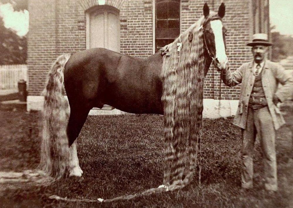 Long Hair Is Not Just for Humans: Incredible Vintage Pictures of the ...