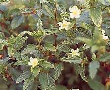 Indonesian Herbs Information Centre: Sida rhombifolia / Arrowleaf Sida ...