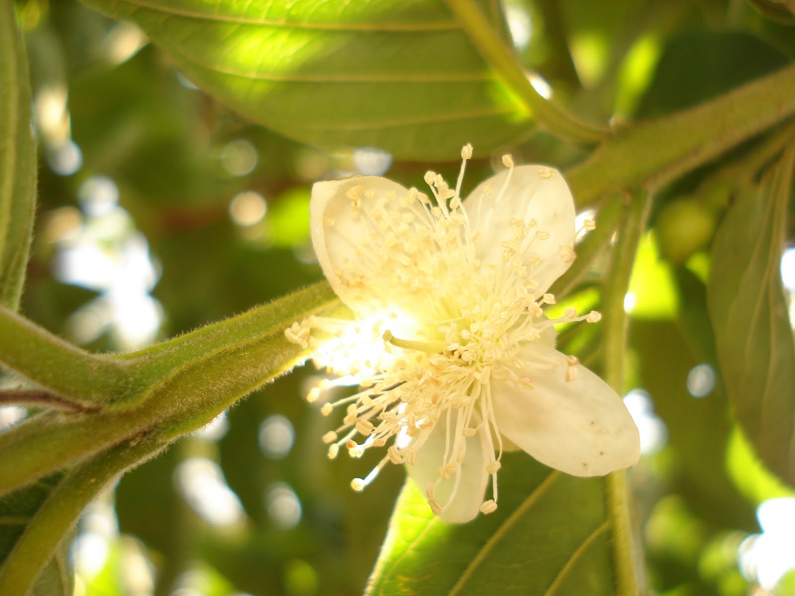 DIÁRIO COM A NATUREZA: 14 DE JUNHO - GOIABEIRA - GOIABA - FRUTA - FLOR ...