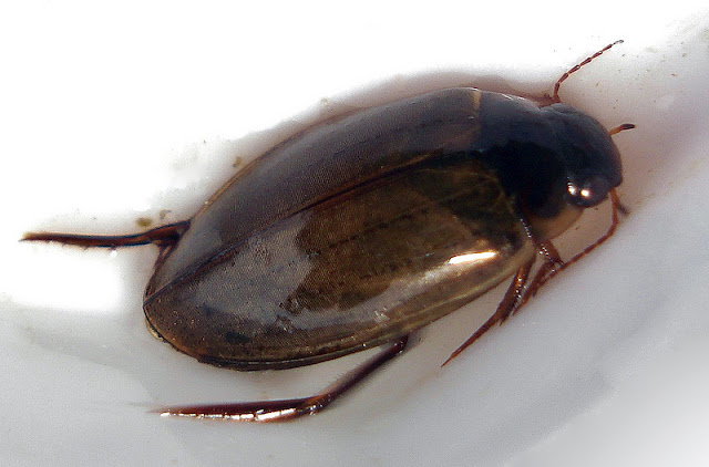 Colymbetes Fuscus