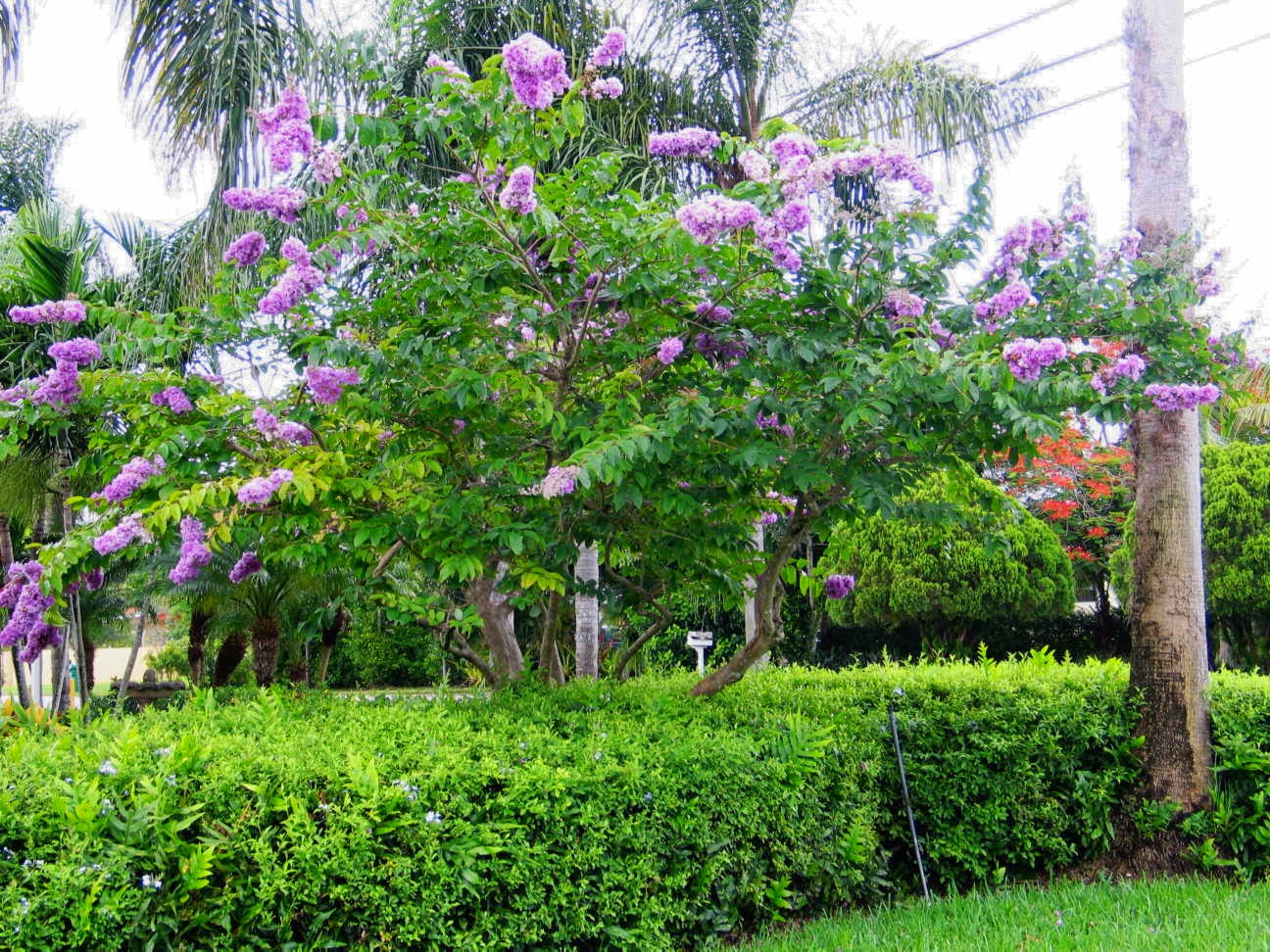 Tarım Siteniz: Oya ağacı (Lagerstromia indica)