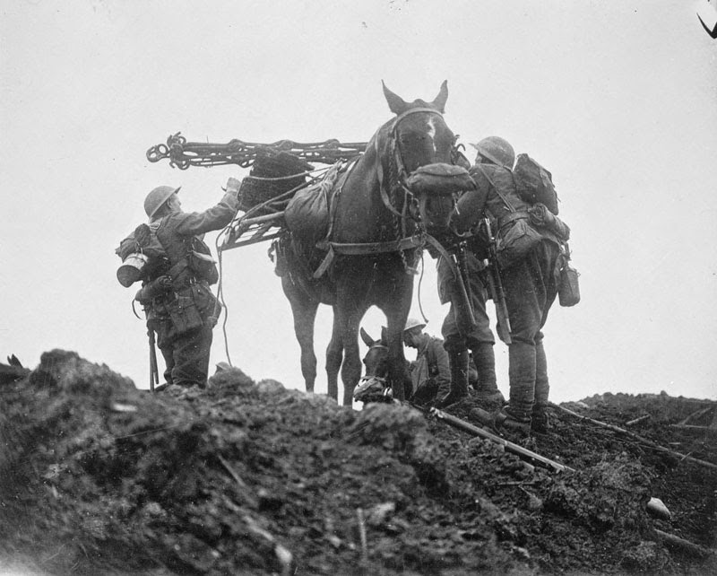 15 Animals That Served in the First World War ~ Vintage Everyday
