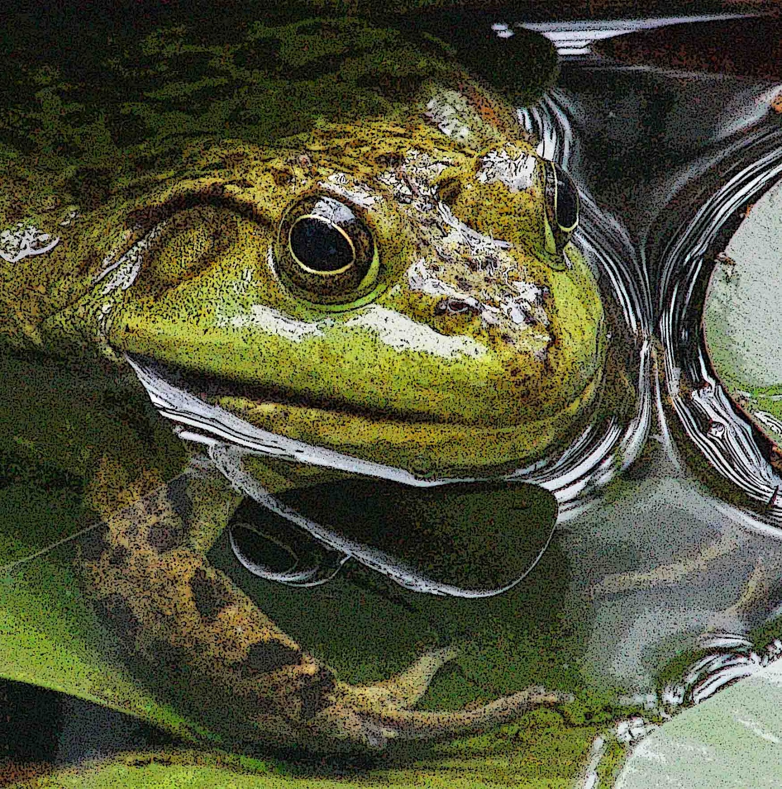 Divine Nature: Basho's Frog Haiku