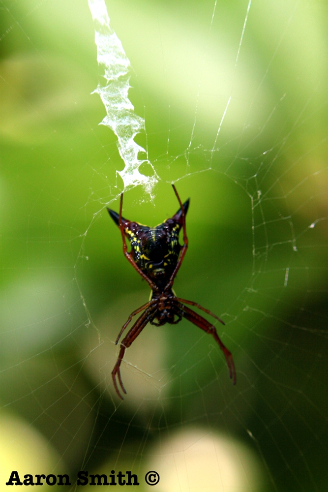 Aaron Smith Wildlife Photography: Arrow-shaped Micrathena Spider