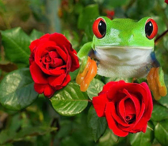 Enrica Signora G: febbraio 2014