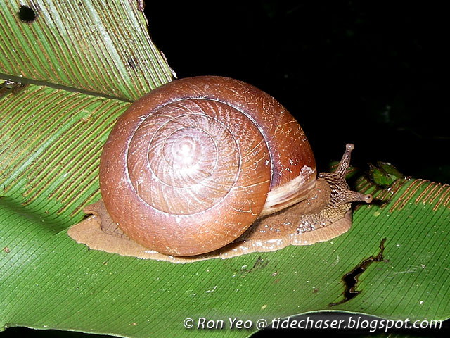 tHE tiDE cHAsER: Terrestrial & Freshwater Gastropods (Snails & Slugs ...