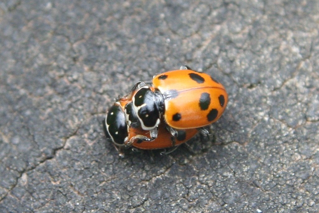 Valley Naturalist: Some birds of the lady type