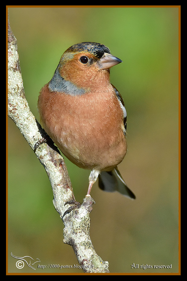 WILDLIFE GATEWAY: Le printemps du Pinson des arbres