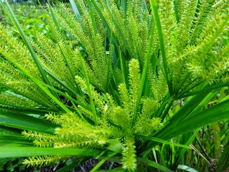 Humedales en Puerto Rico Papo Vives et al: LILLIAM MENA EN CAÑO TIBURONES