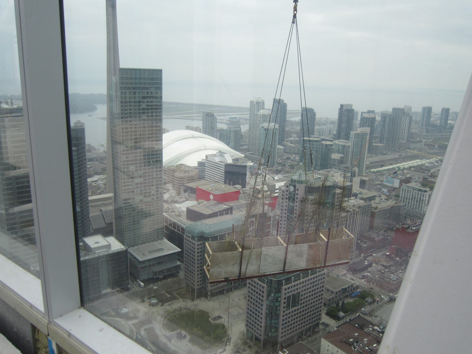 The Highest Trees in Toronto!!! | Large Trees – Tight Spaces